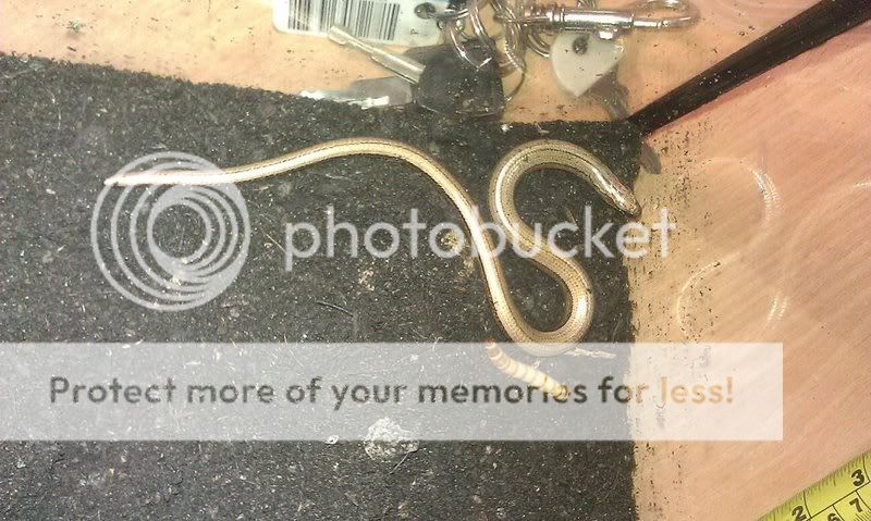 Slow worm friend | Reptile Forums
