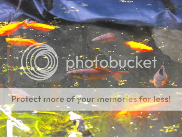 Sunbathing Goldfish | Fish Forum