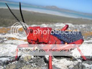 Red locust - Alchetron, The Free Social Encyclopedia