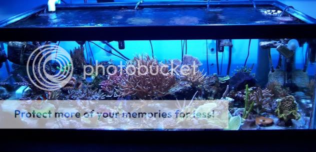 Build Thread - My 30g breeder mixed reef | Page 5 | Reef2Reef