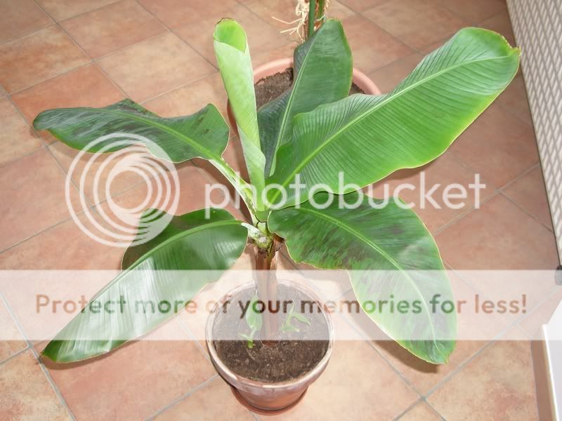 Musa acuminata | Forum di Giardinaggio.it