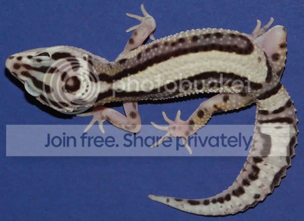 Mack snow bold stripe!!!!! | Reptile Forums